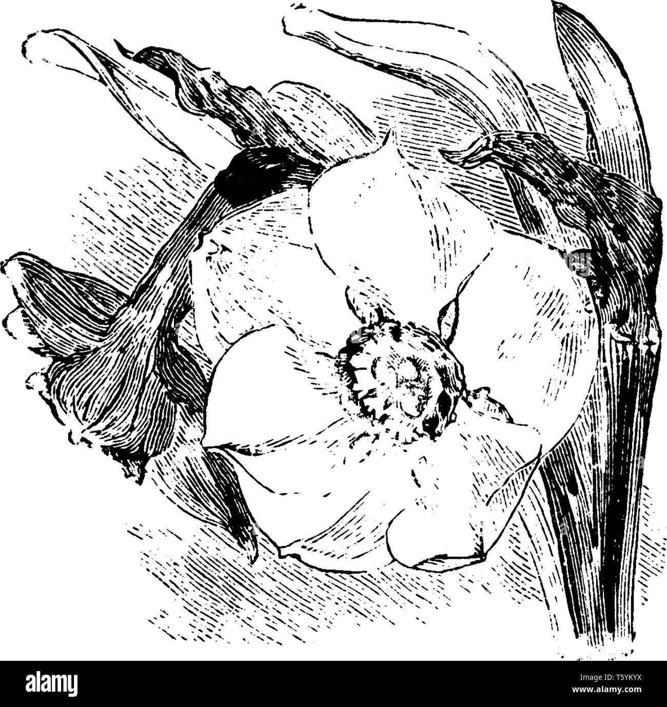 Featuring white petals Stock Vector Images - Alamy