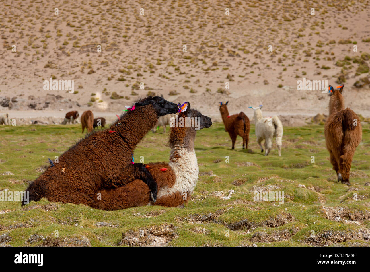 Mating Llama (Lama glama) a High Altitude Domestic Camelid from The ...