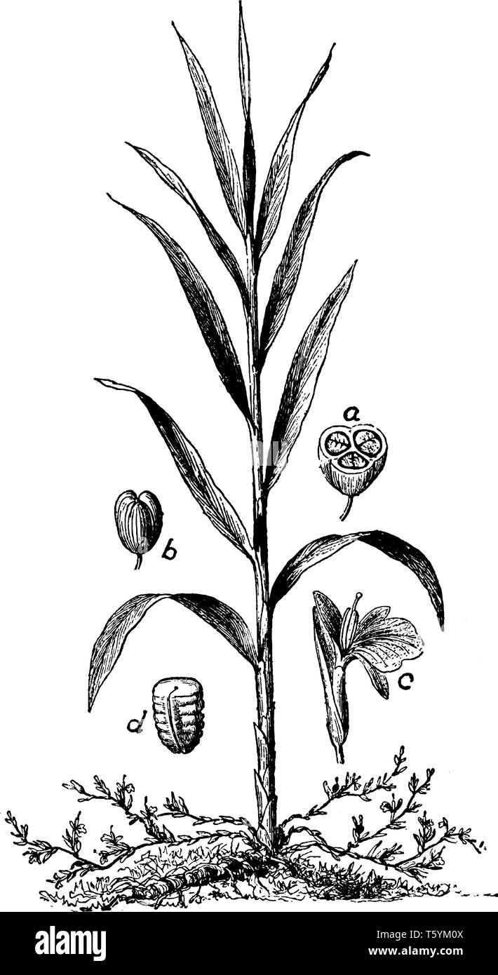 Elettaria Cardamomum Drawing