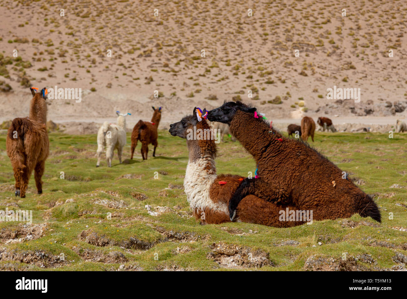 Mating Llama (Lama glama) a High Altitude Domestic Camelid from The ...