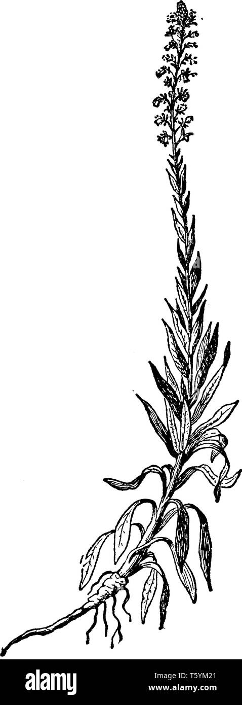 Small leaves on branches Stock Vector Images - Alamy