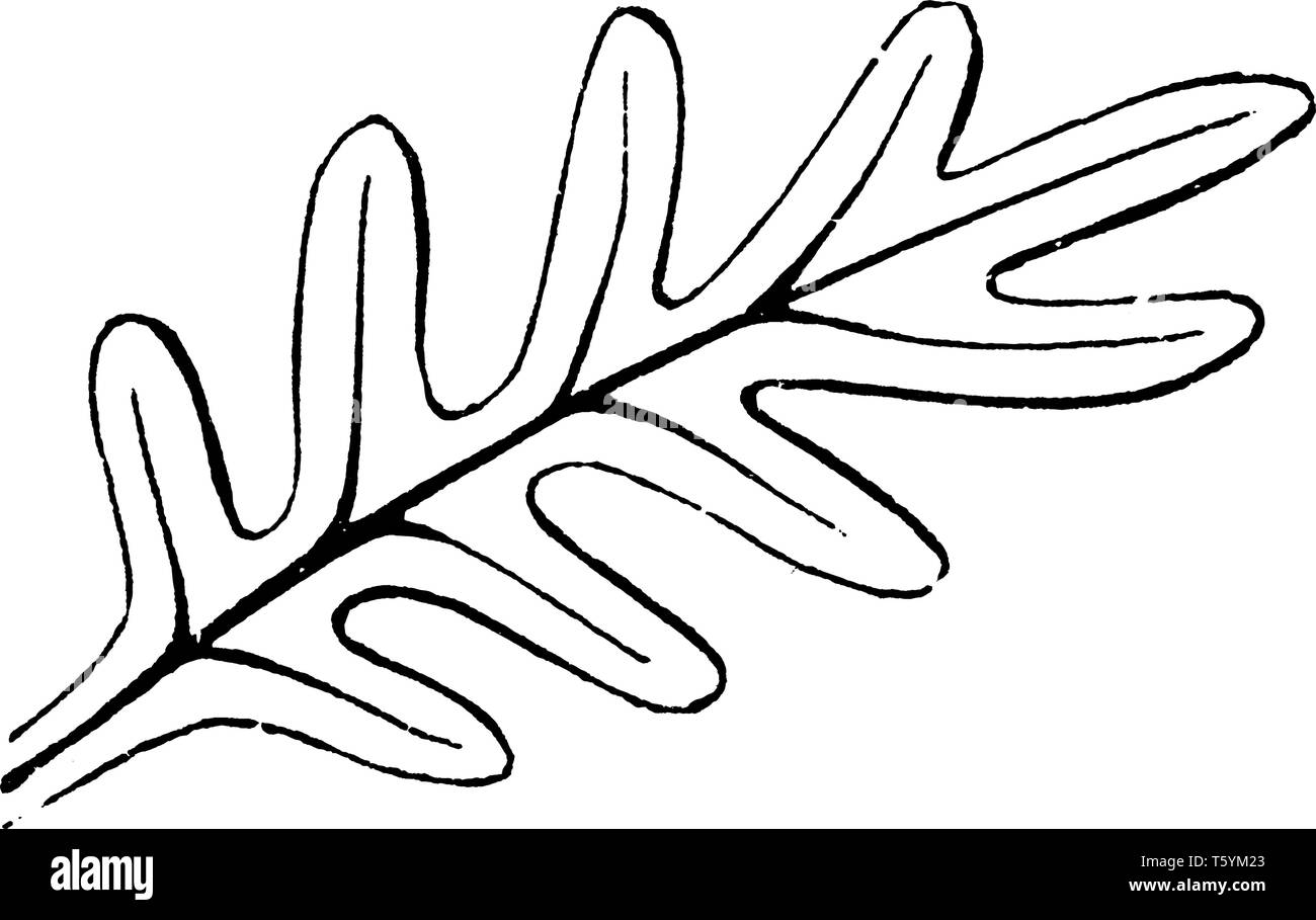 A picture of Pinnatifid leaf which is divided into lobes from the ...