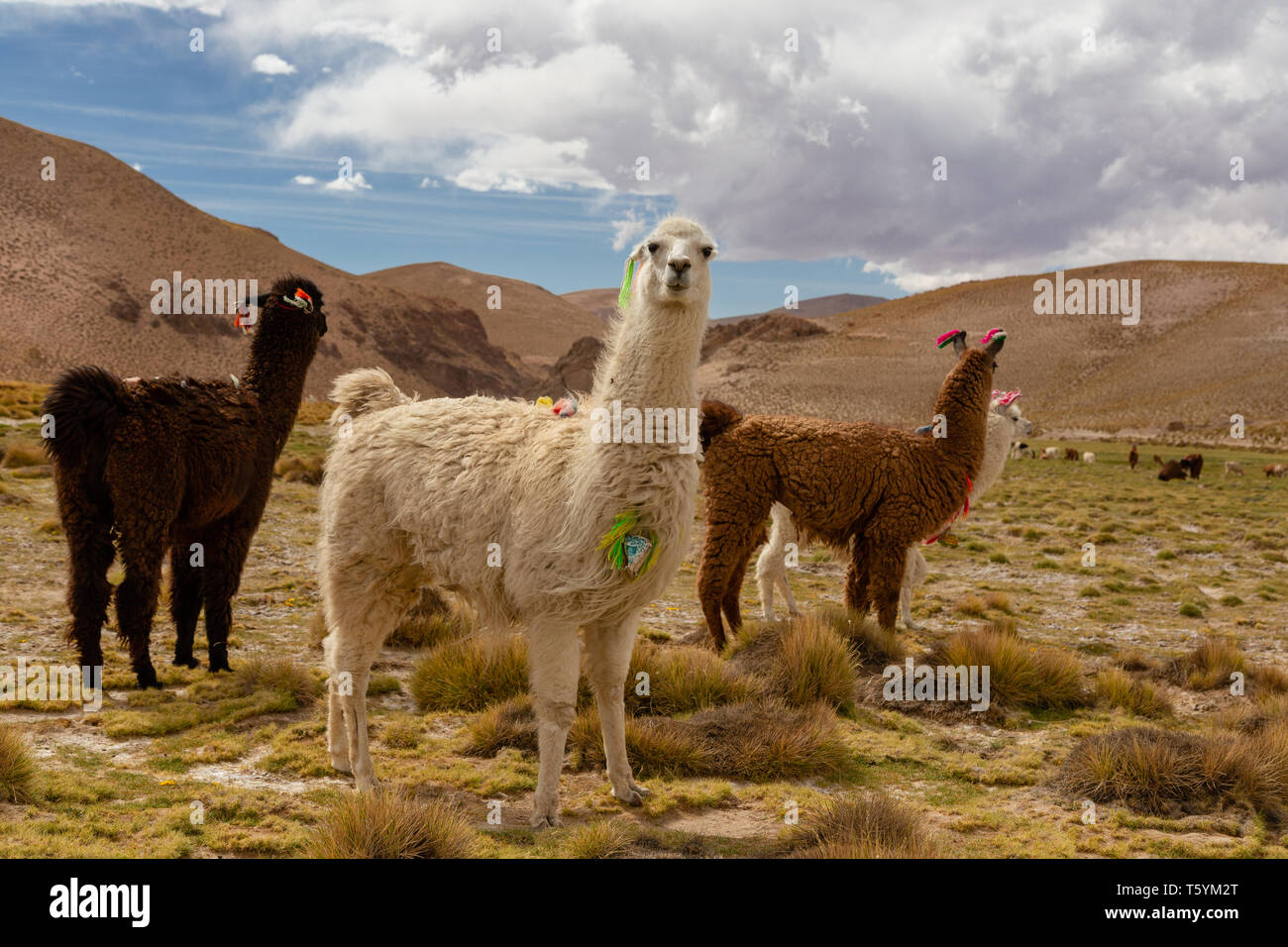 A Heard of Llama (Lama glama) a High Altitude Domestic Camelid from The ...