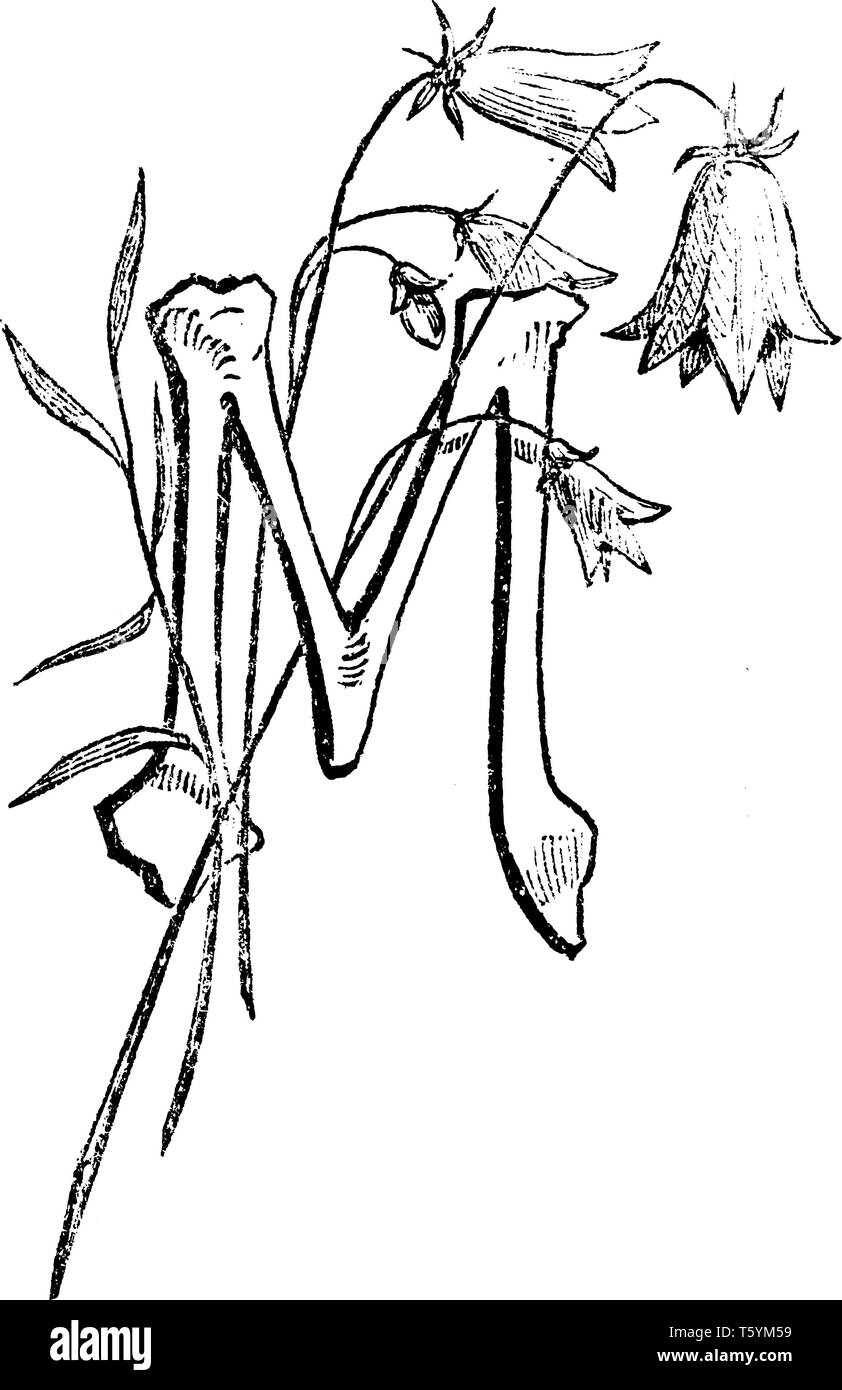 A decorative letter M with flowers, vintage line drawing or engraving ...