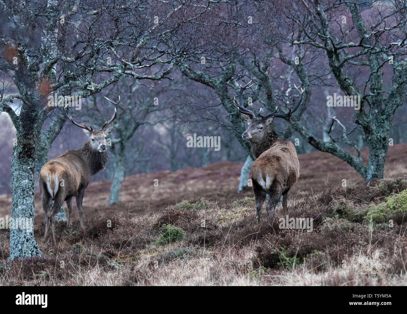 Highland stags hi-res stock photography and images - Alamy