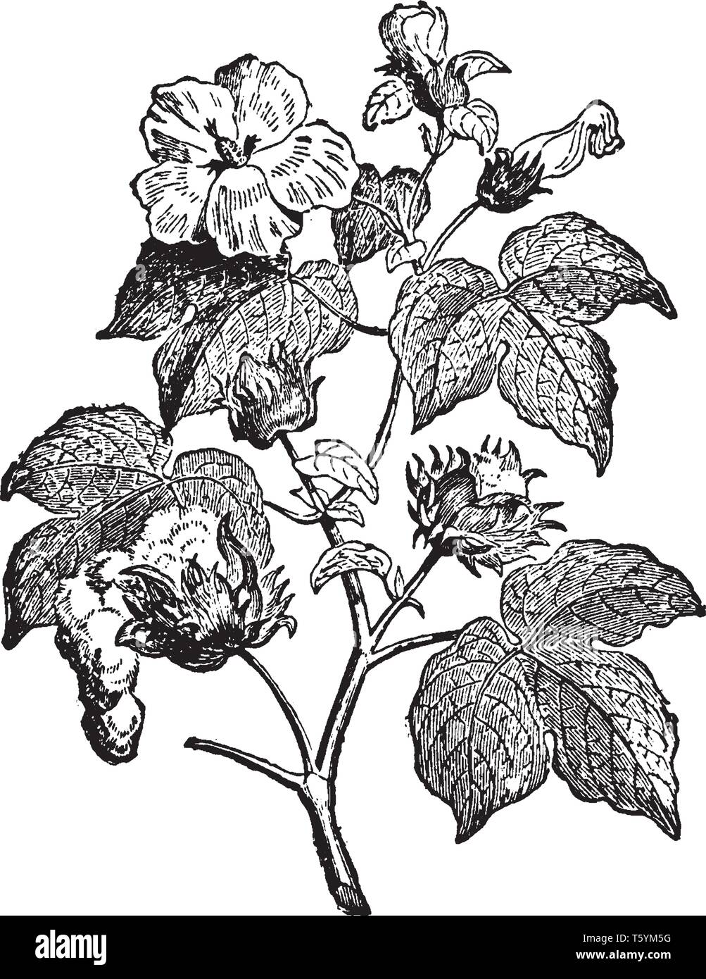 Cotton Plant Drawing