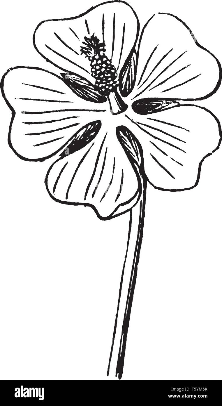 A picture is showing Flower. This is the flower of the Marsh-Mallow. It ...