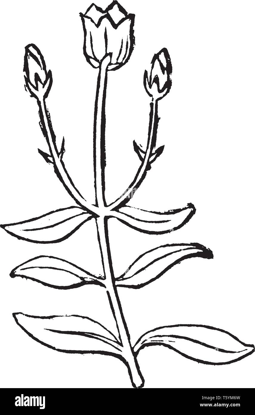 Flower with small buds Stock Vector Images - Alamy