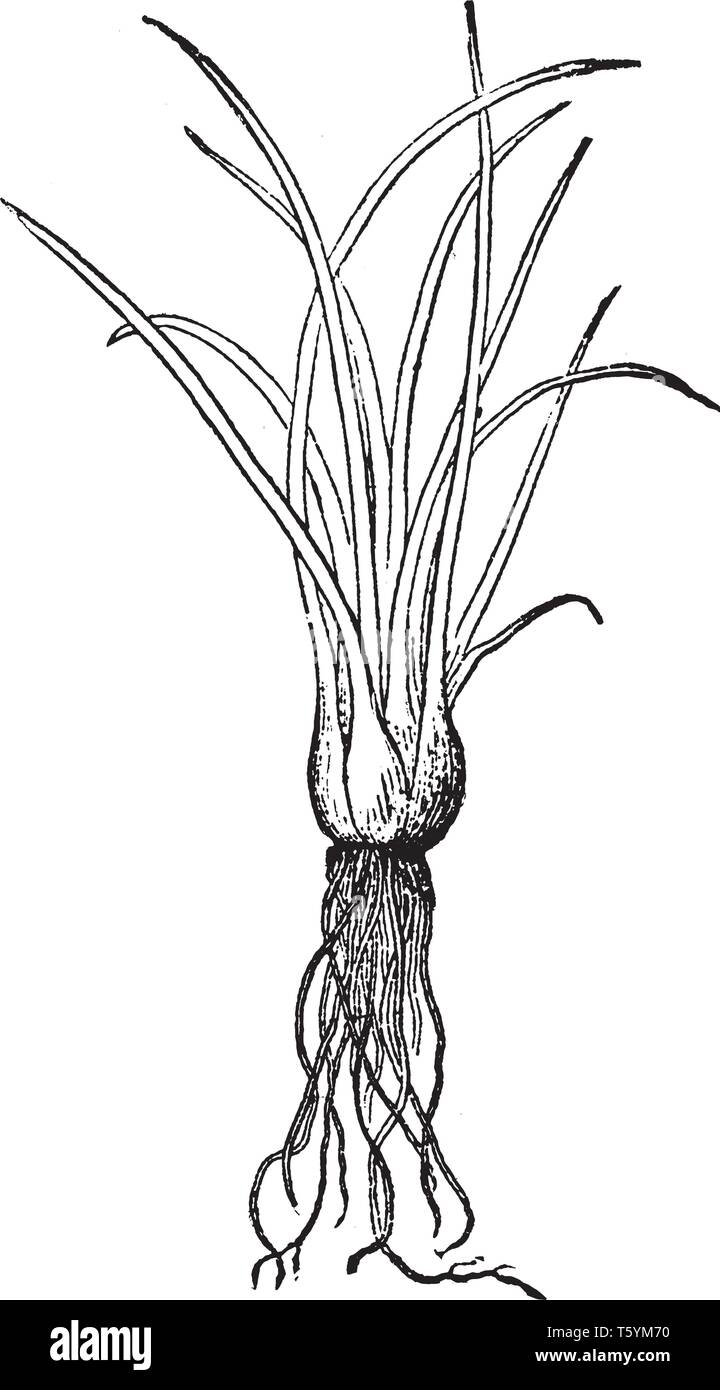Plant of a large widely distributed genus of fern allies comprising the ...