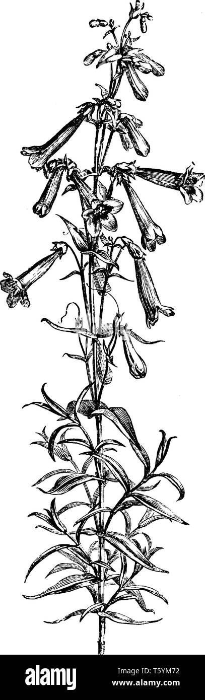 Tall funnel Stock Vector Images - Alamy