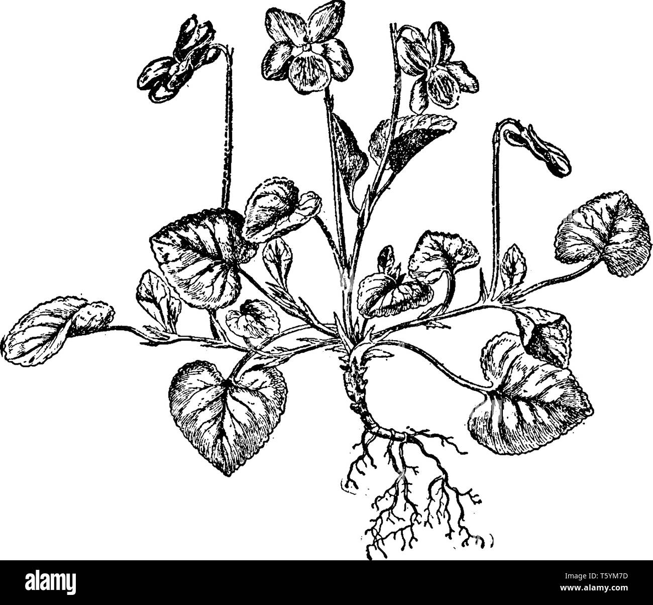 Native plant species Stock Vector Images - Alamy