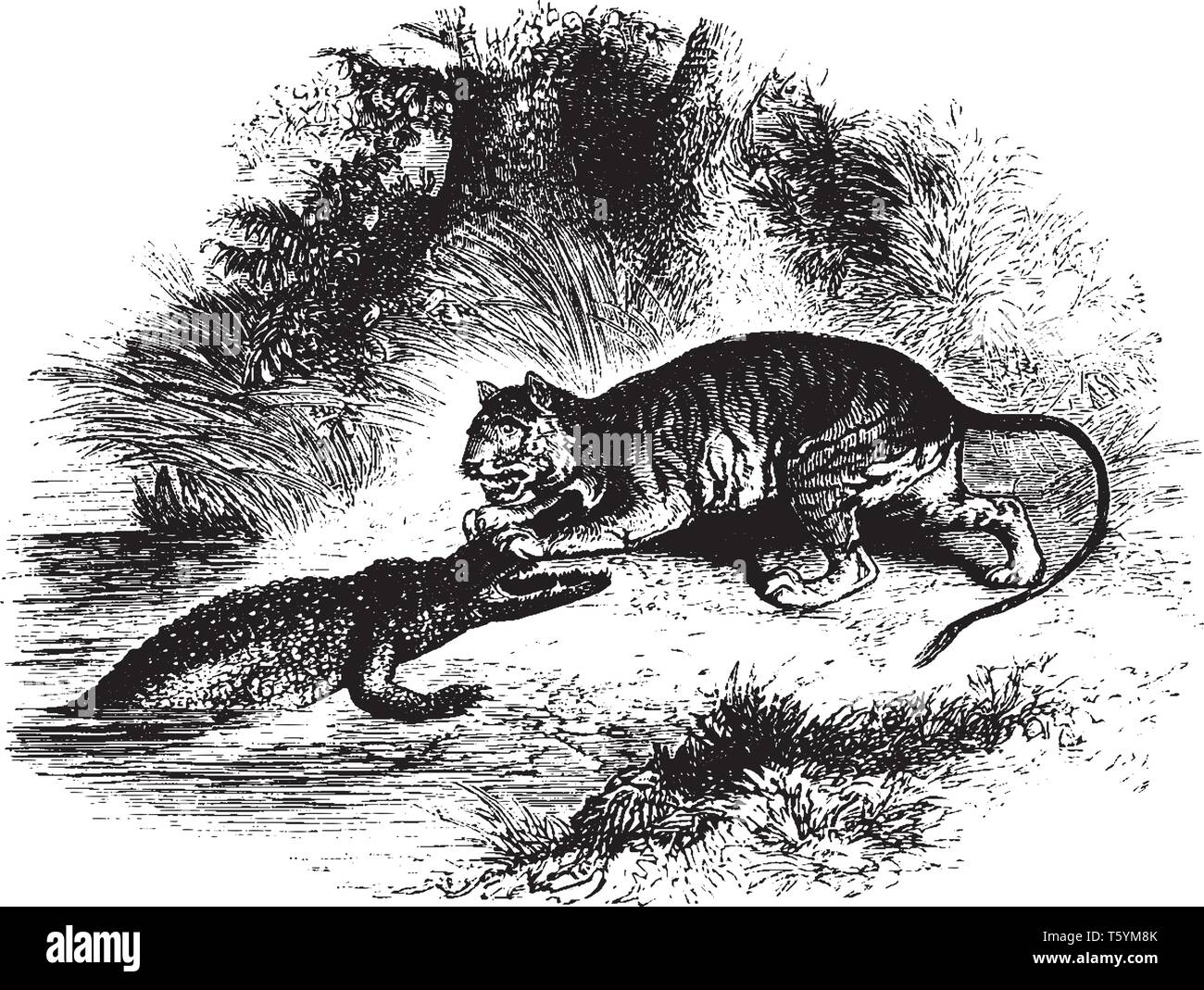 Crocodile and tiger engaged in a fight, vintage line drawing or ...