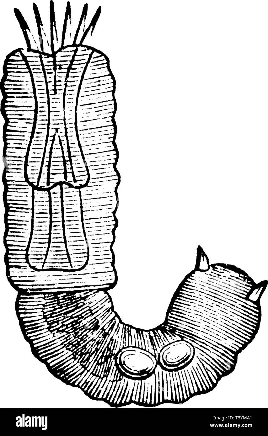Gordian Worm beginning to protrude the oral apparatus, vintage line ...