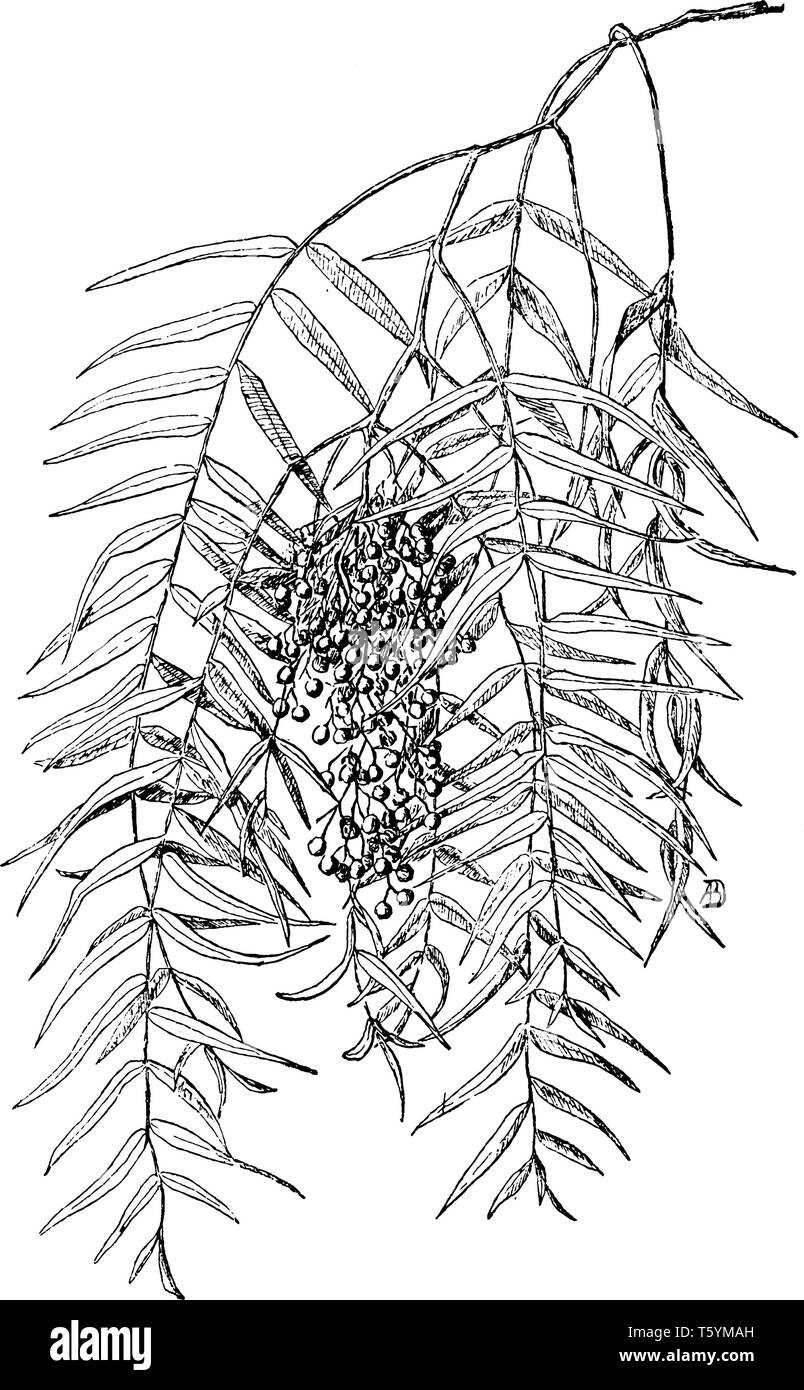 Mainly facilitates the process of photosynthesis and water vascular ...