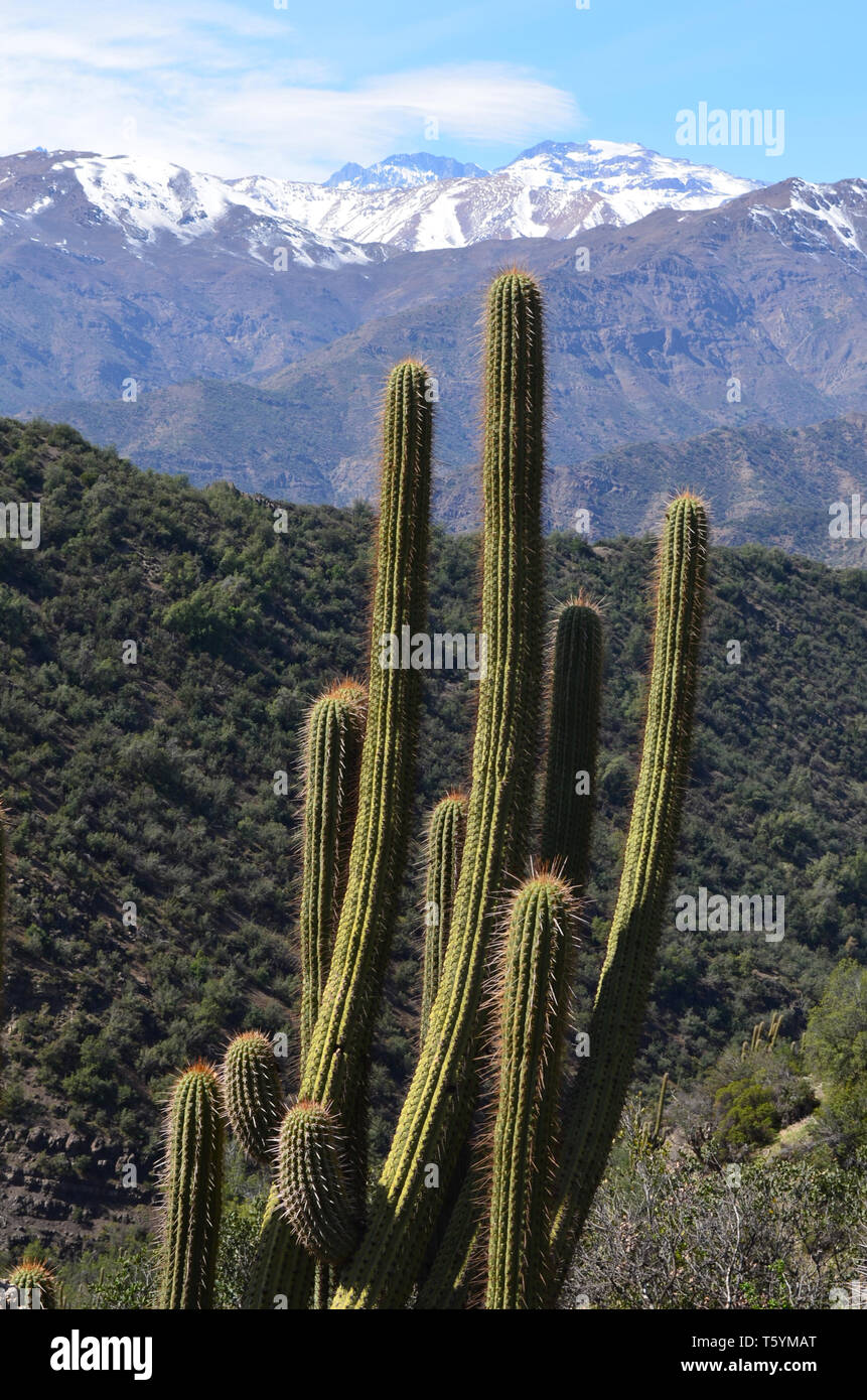 Mediterranean shrubland in El Arrayan natural reserve (Santiago de ...