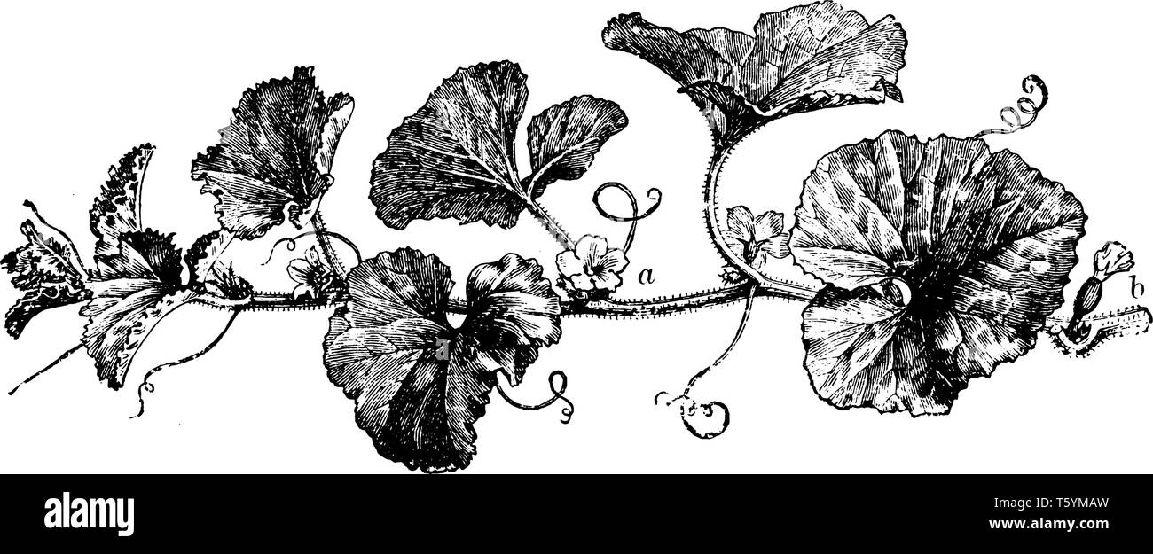 Watermelon Plant Drawing