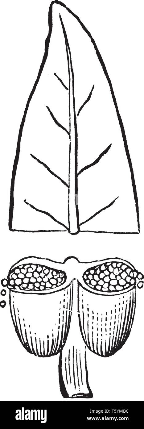 Black white picture lower Stock Vector Images - Alamy