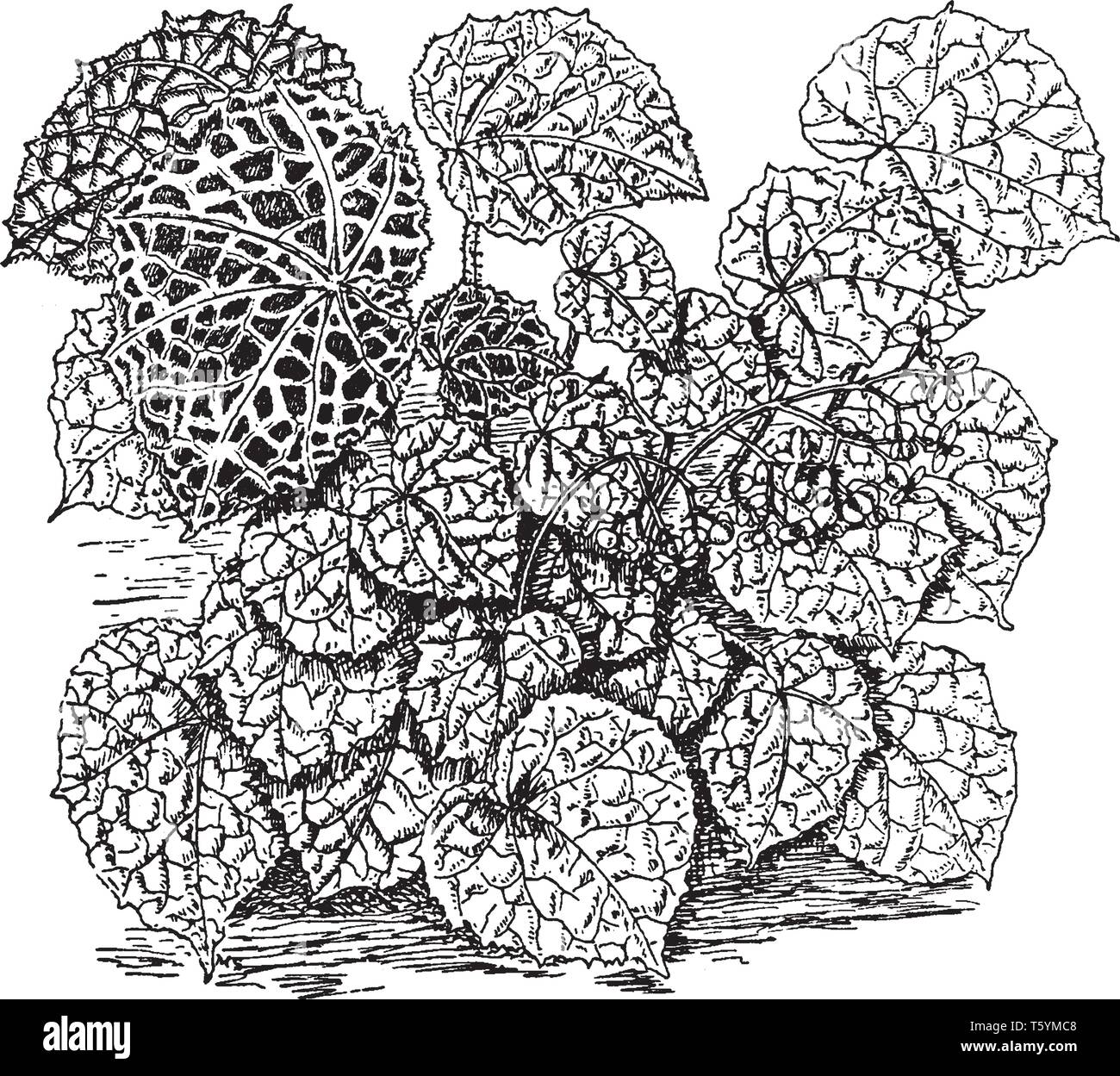 The upper and lower sides of the leaves are rugged, and there are ...