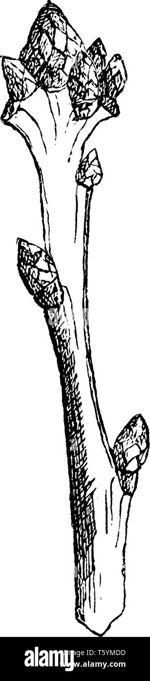 Quercus fagaceae Stock Vector Images - Alamy