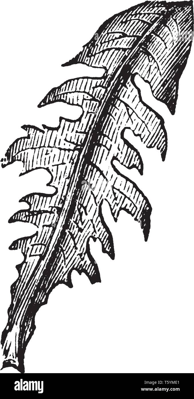 Curved leaf illustration hi-res stock photography and images - Alamy