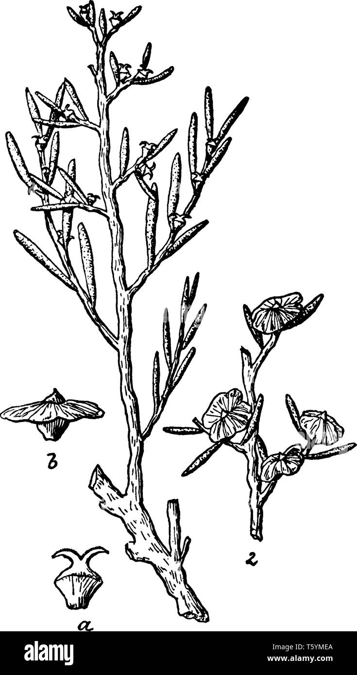 Greasewood hi-res stock photography and images - Alamy