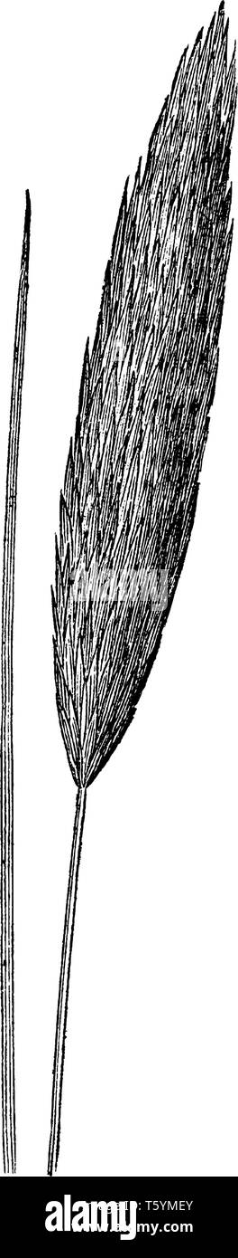 This picture showing beach grass, it long and thin, vintage line ...