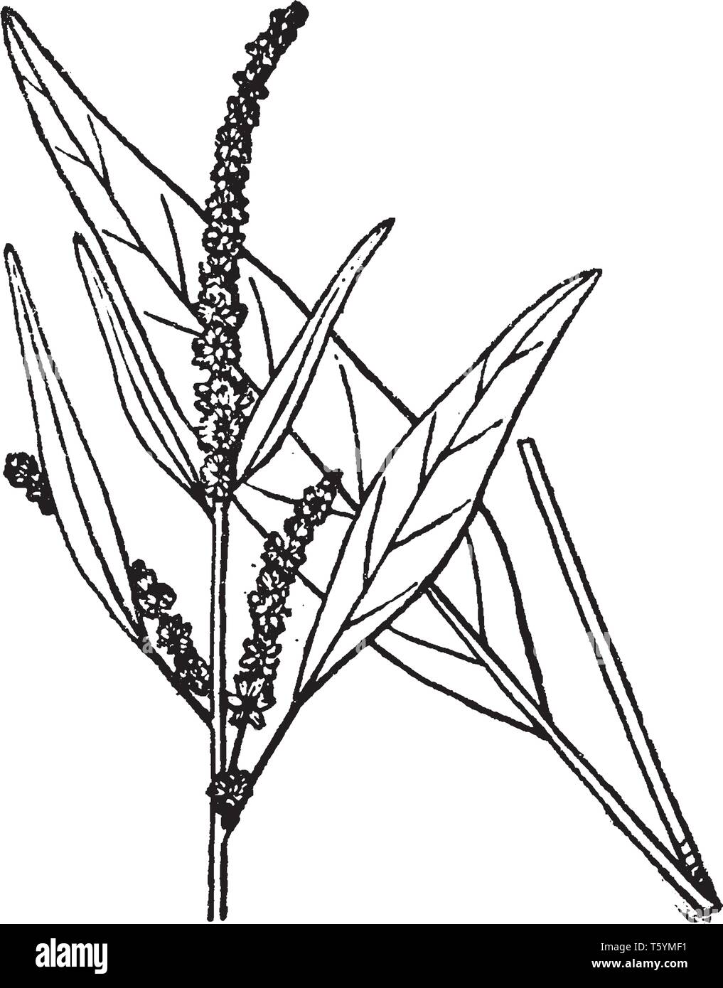 Acnida is a flowering plant. The leaves of tall water hemp tend to be ...