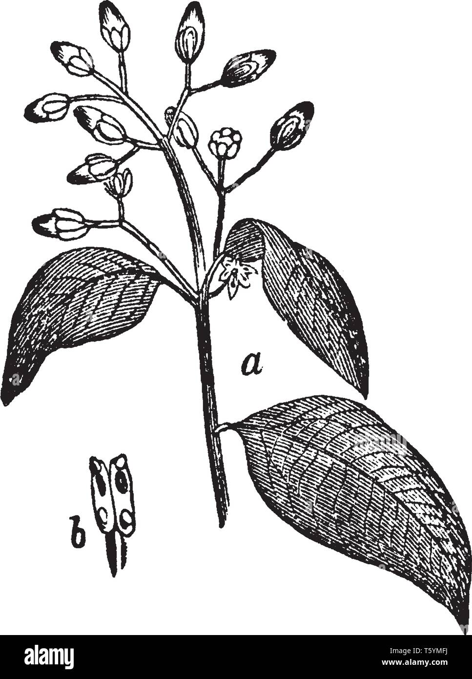 A tropical Asian tree with aromatic yellowish-brown bark. It is the ...