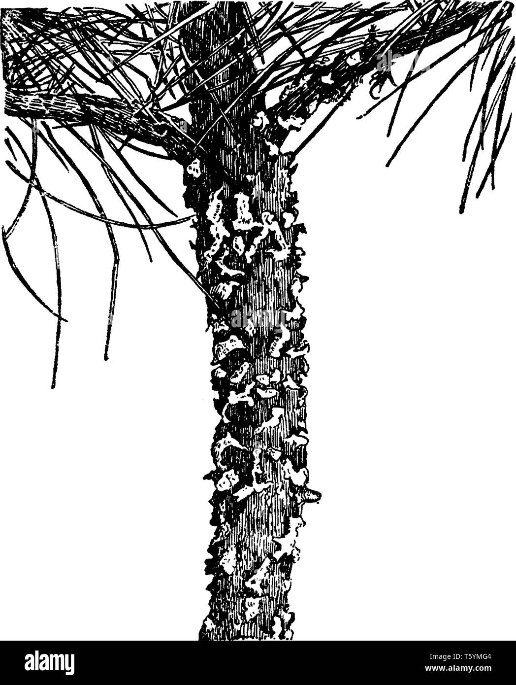 White Pine tree stem is surrounded by fungi. there are two branches ...