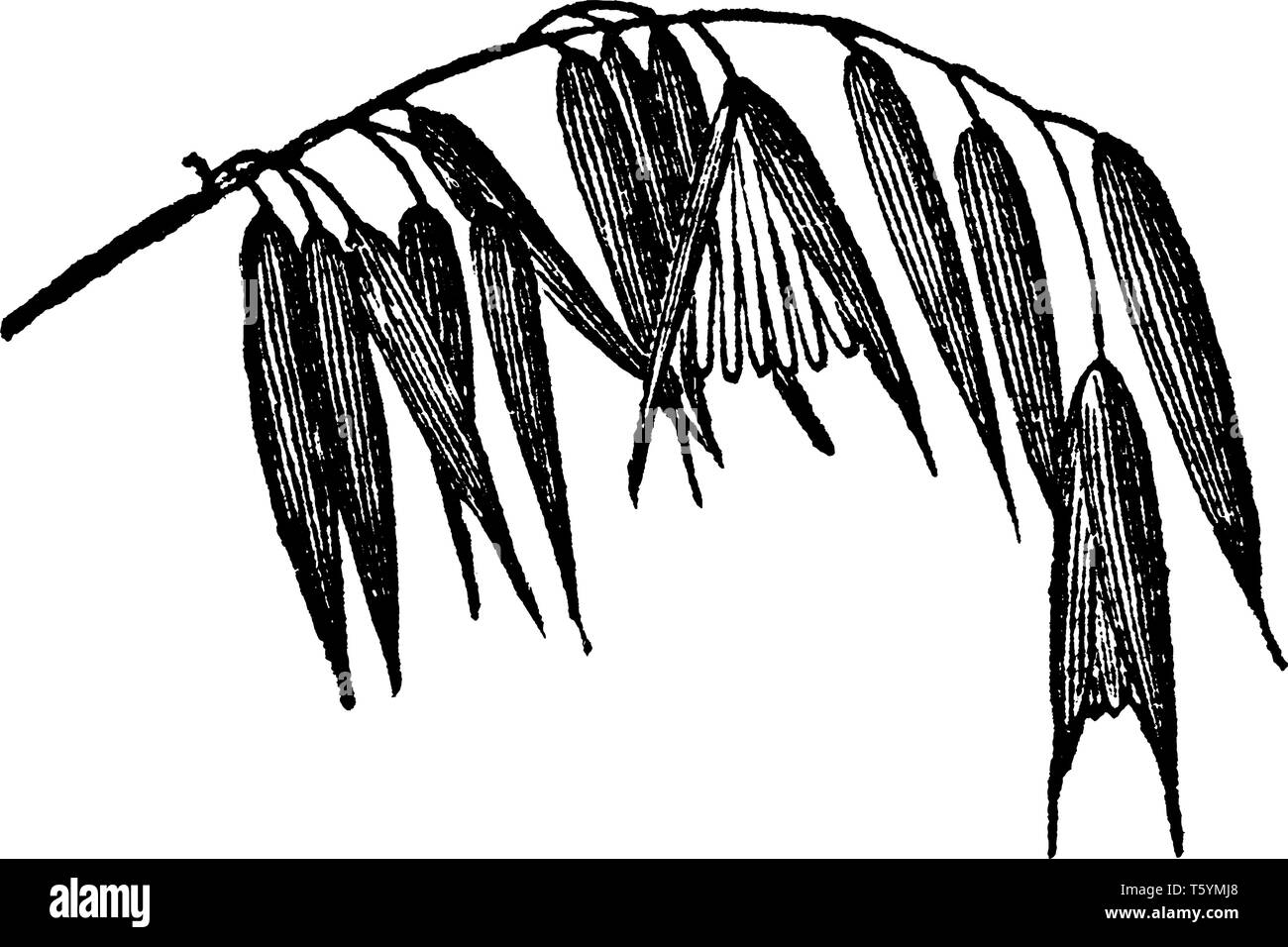 Indian Grass Drawing