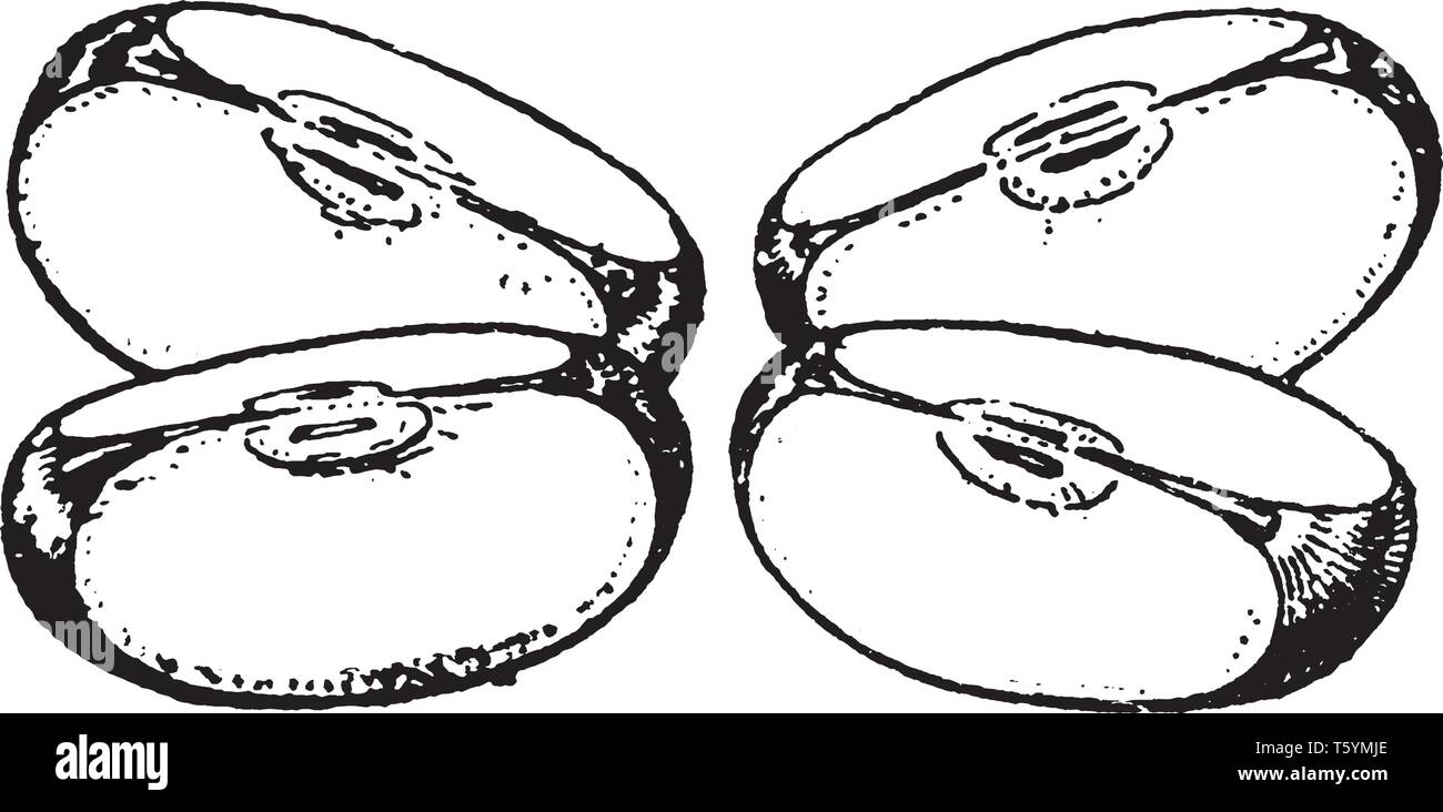 Cut in quarters Stock Vector Images - Alamy