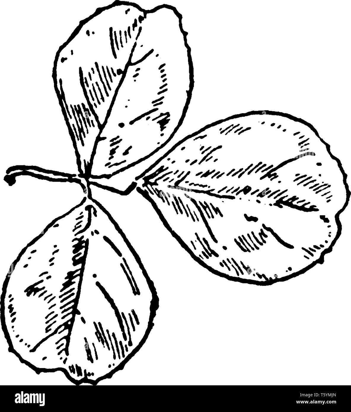 Oval leaflets Stock Vector Images - Alamy