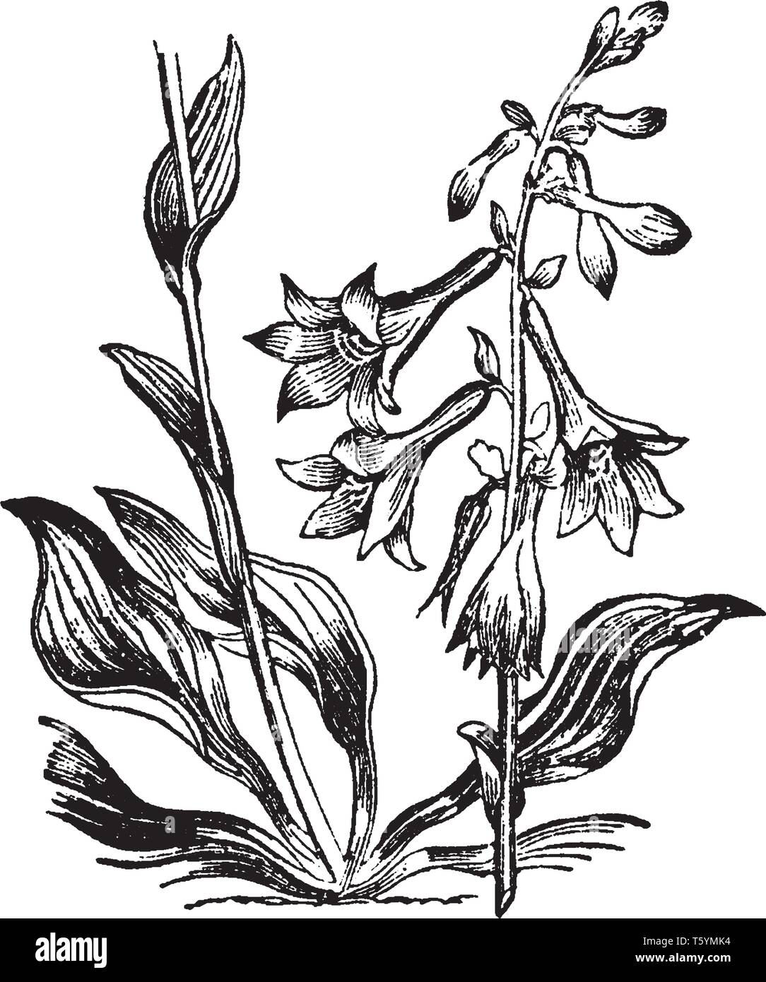 Perianth Tube High Resolution Stock Photography and Images - Alamy