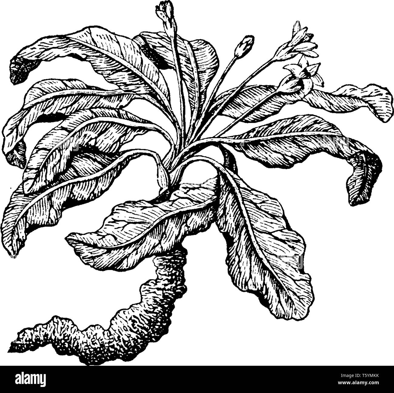 Flowering time Black and White Stock Photos & Images - Alamy