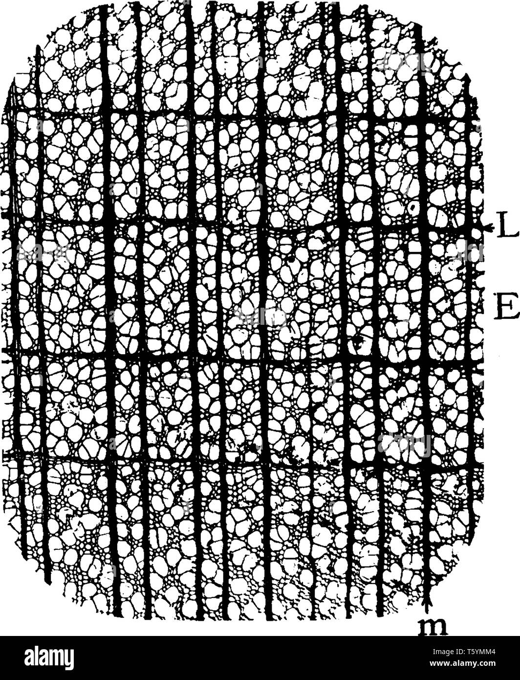 This image showing a yellow poplar wood. this image shows process of ...