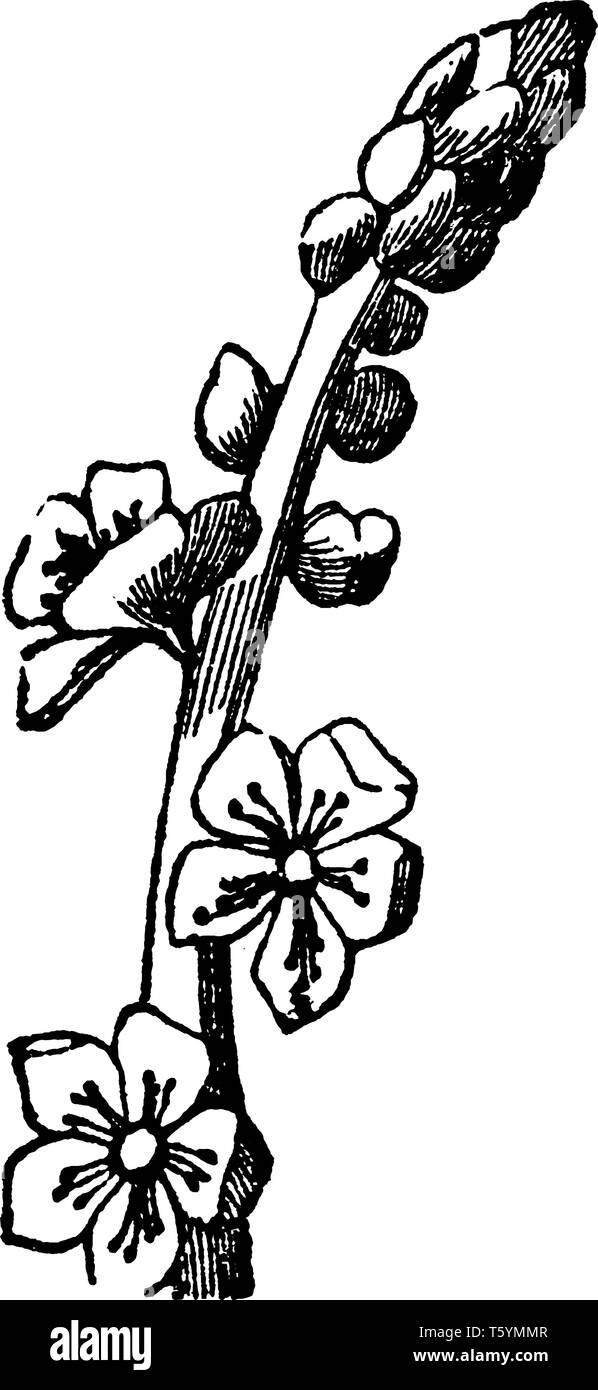 White flower spike Stock Vector Images - Alamy