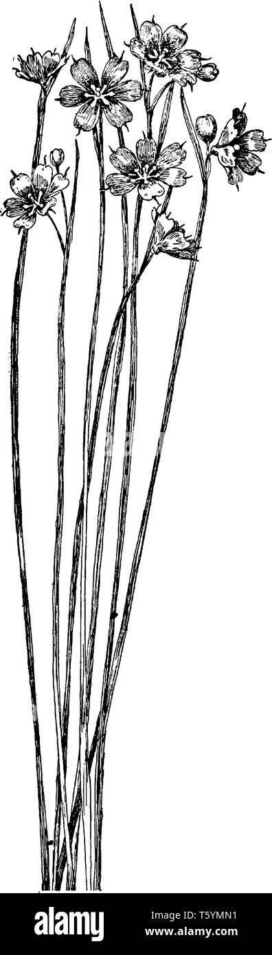 Grass herbs Black and White Stock Photos & Images - Alamy