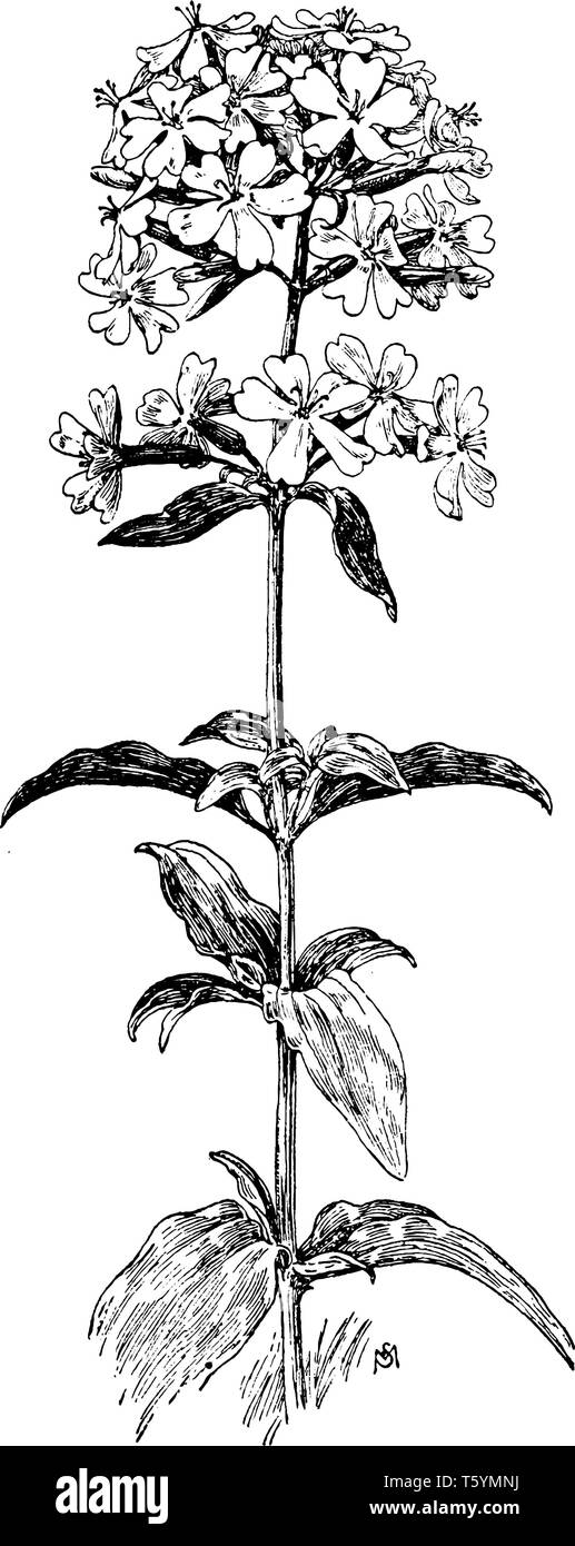 This picture belongs to a plant which has originated in Europe and has ...