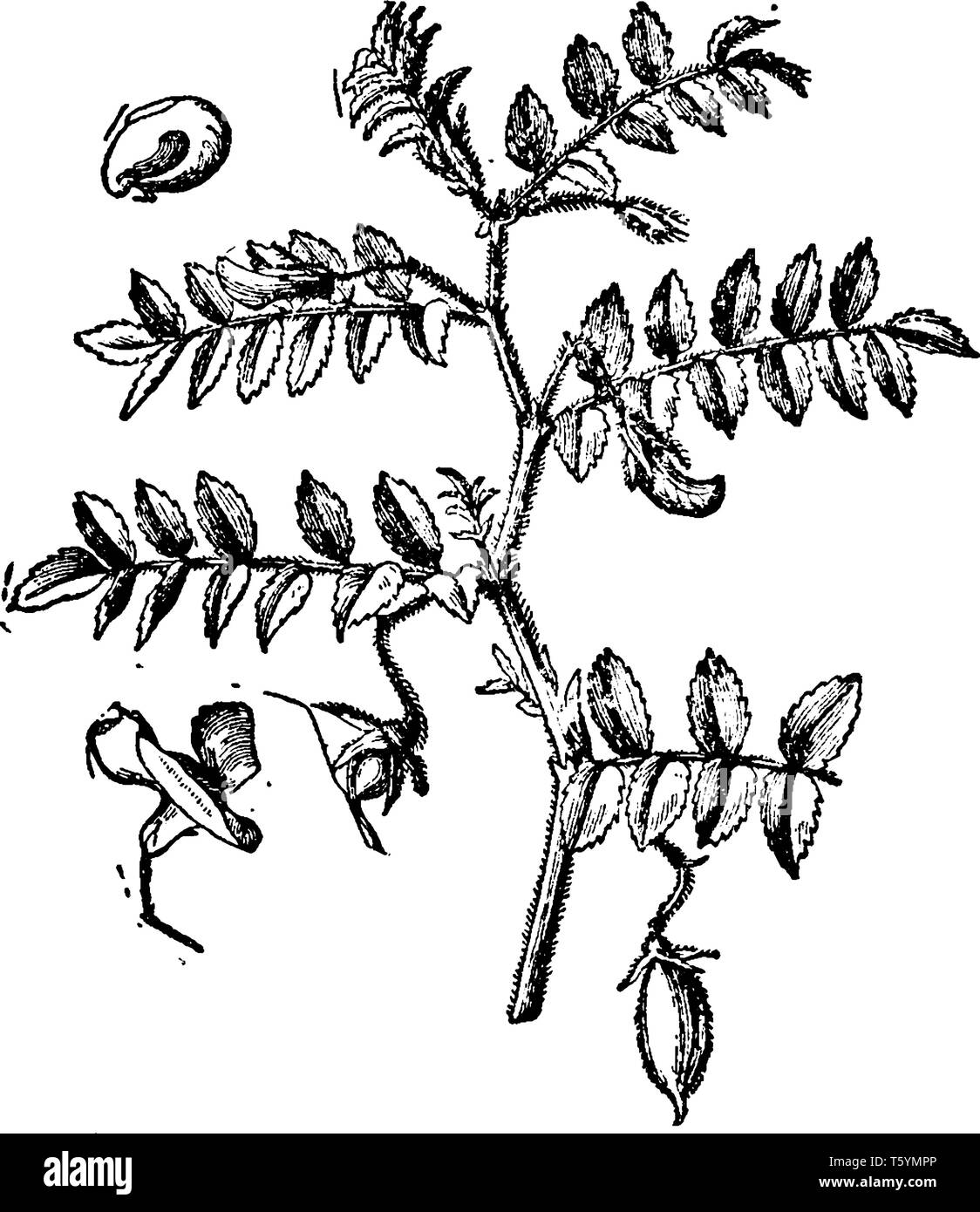 Pea plant drawing hi-res stock photography and images - Alamy