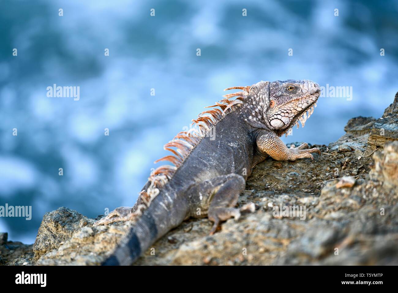St croix wildlife hi-res stock photography and images - Alamy