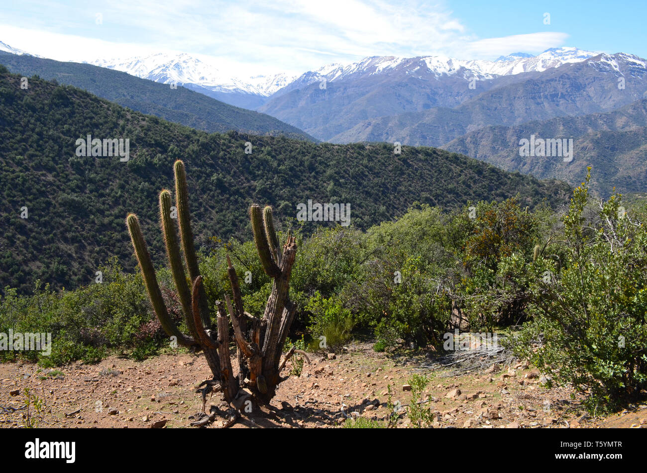 Mediterranean shrubland in El Arrayan natural reserve (Santiago de ...