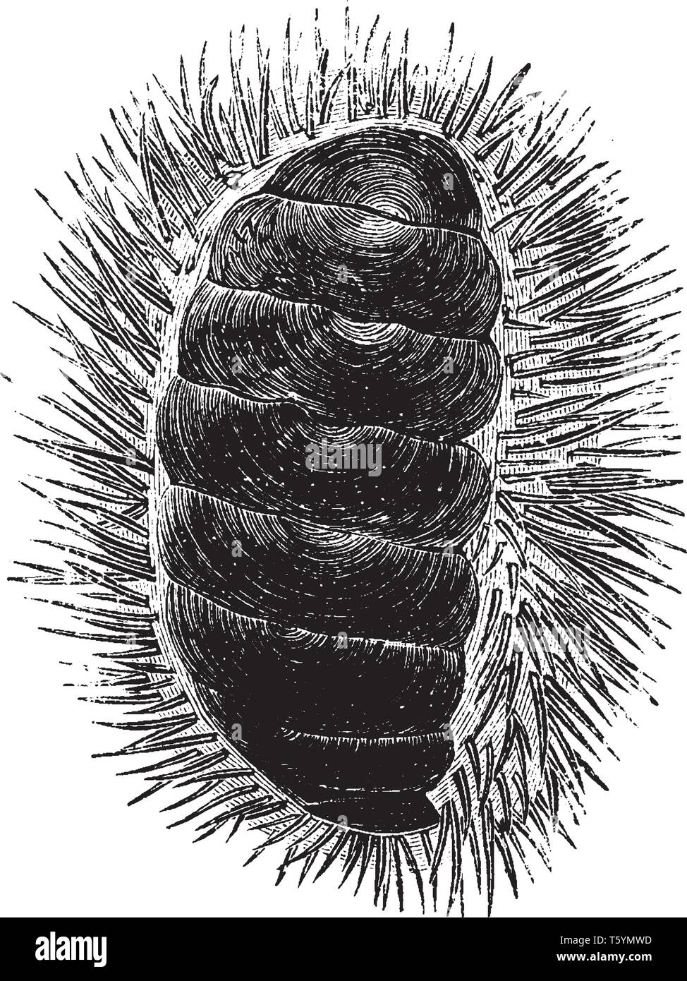 Long chiton Stock Vector Images - Alamy