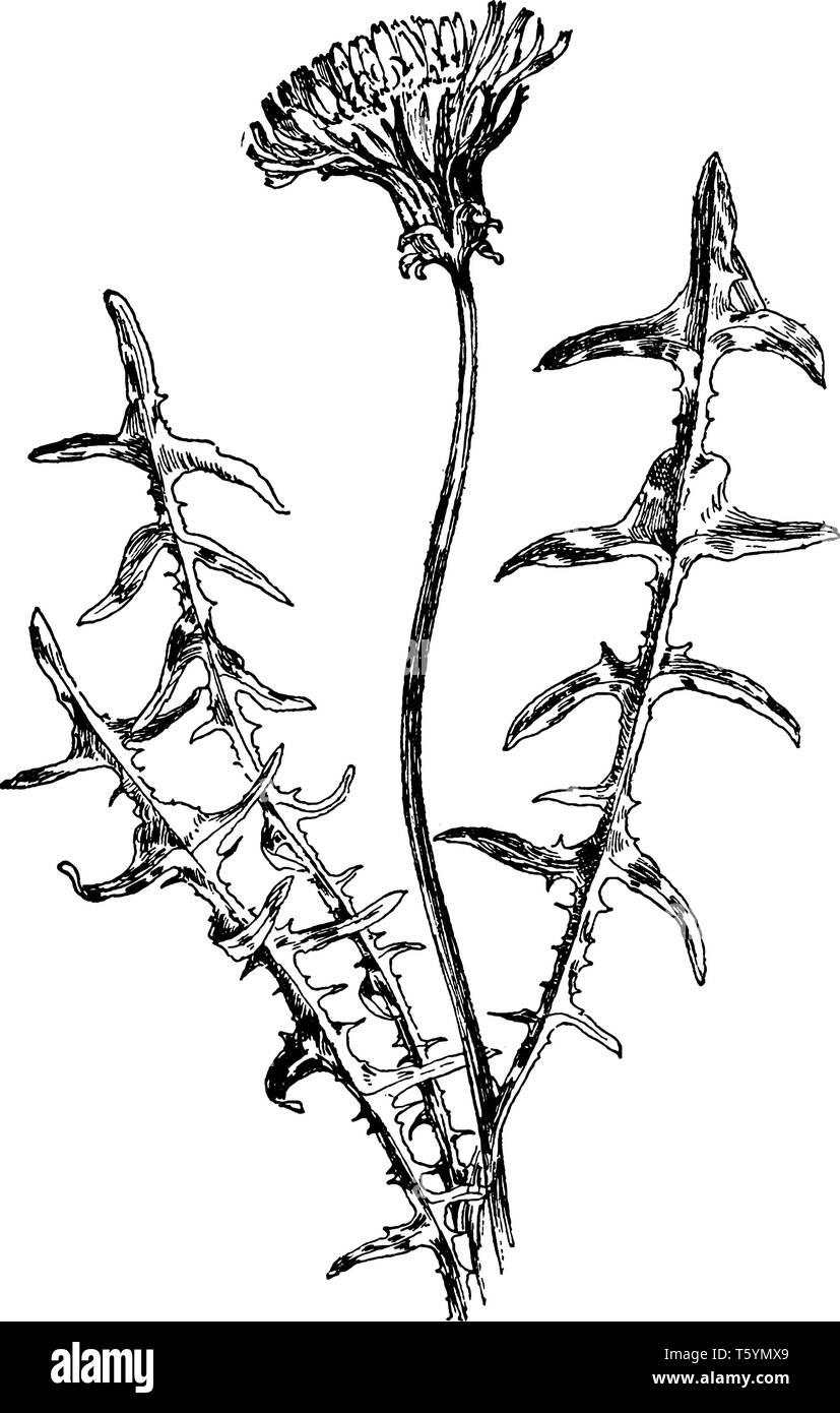 This is the Red-Seeded Dandelion flower, Of the Composite family ...