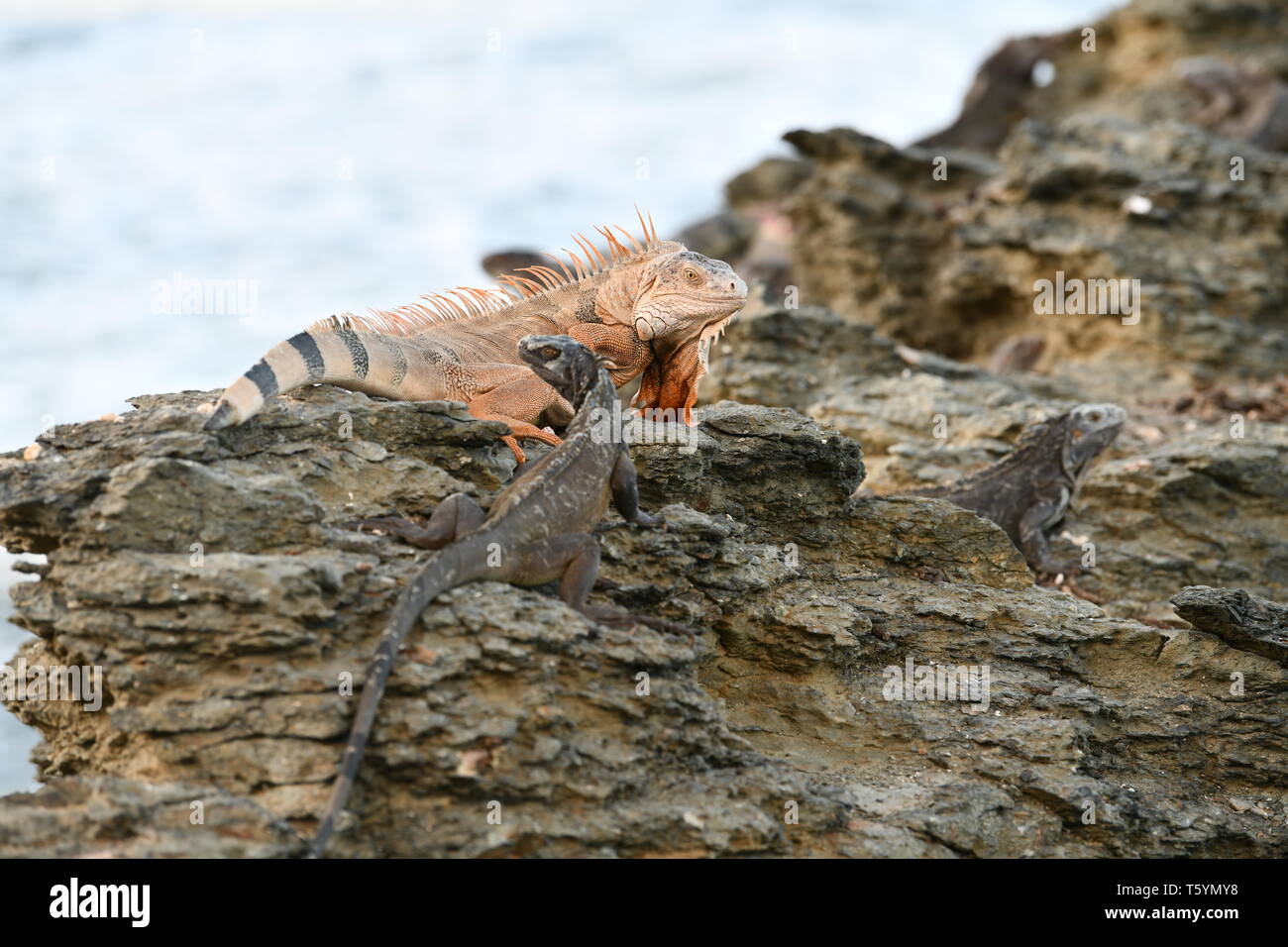 St croix wildlife hi-res stock photography and images - Alamy