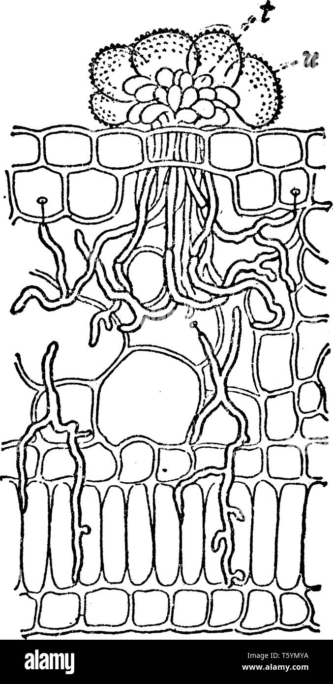 Disturbance vector vectors Black and White Stock Photos & Images - Alamy