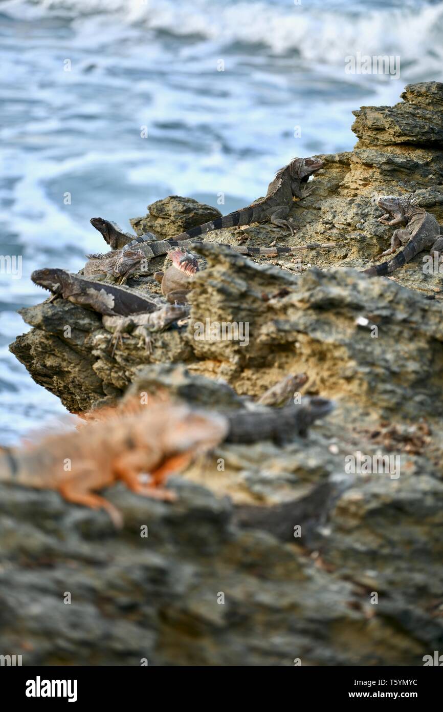 St croix wildlife hi-res stock photography and images - Alamy