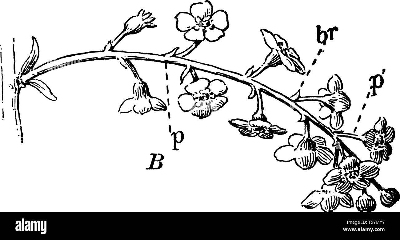 Long peduncle Stock Vector Images - Alamy