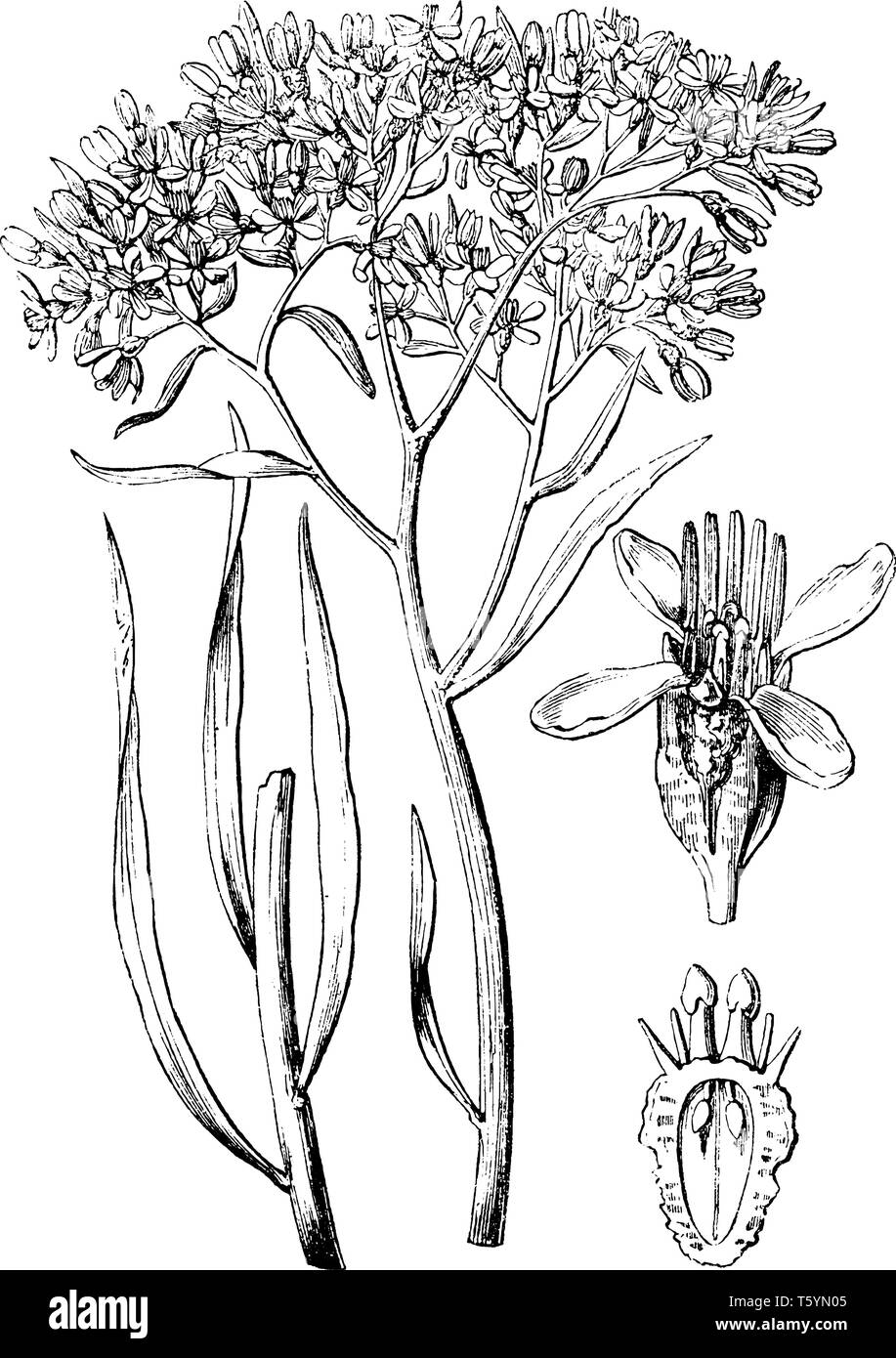 This is an image is of Common Popflower. The image is showing a Bud ...