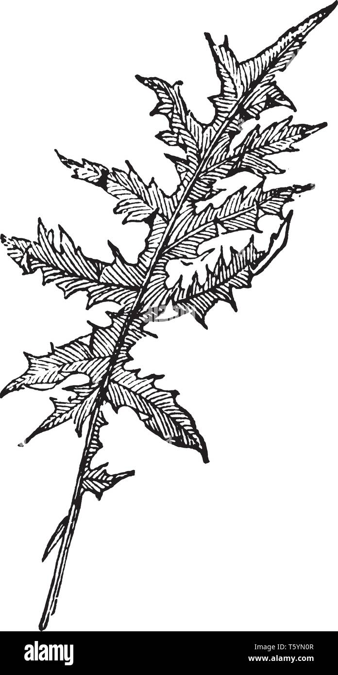 Sinuate hi-res stock photography and images - Alamy