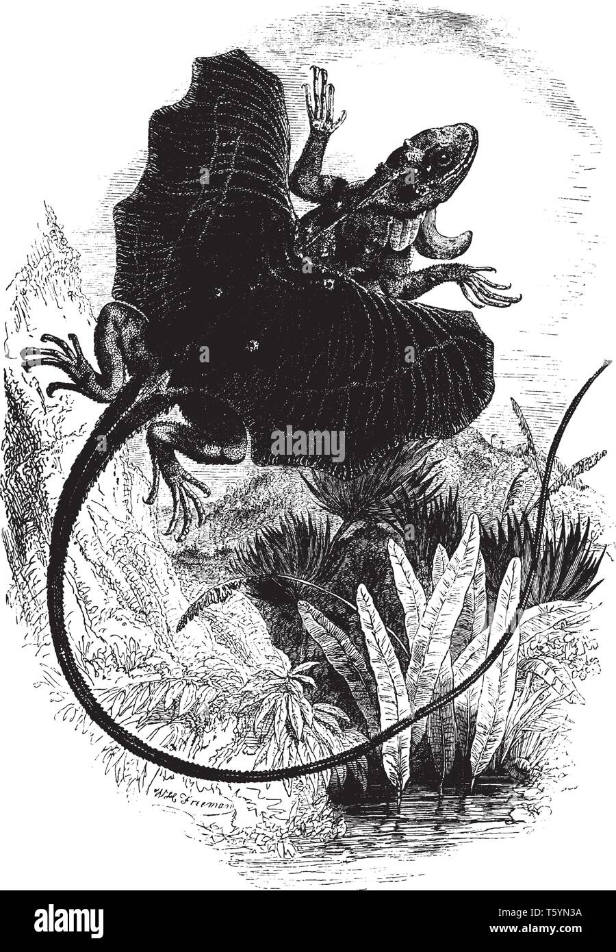 Flying membrane Stock Vector Images - Alamy